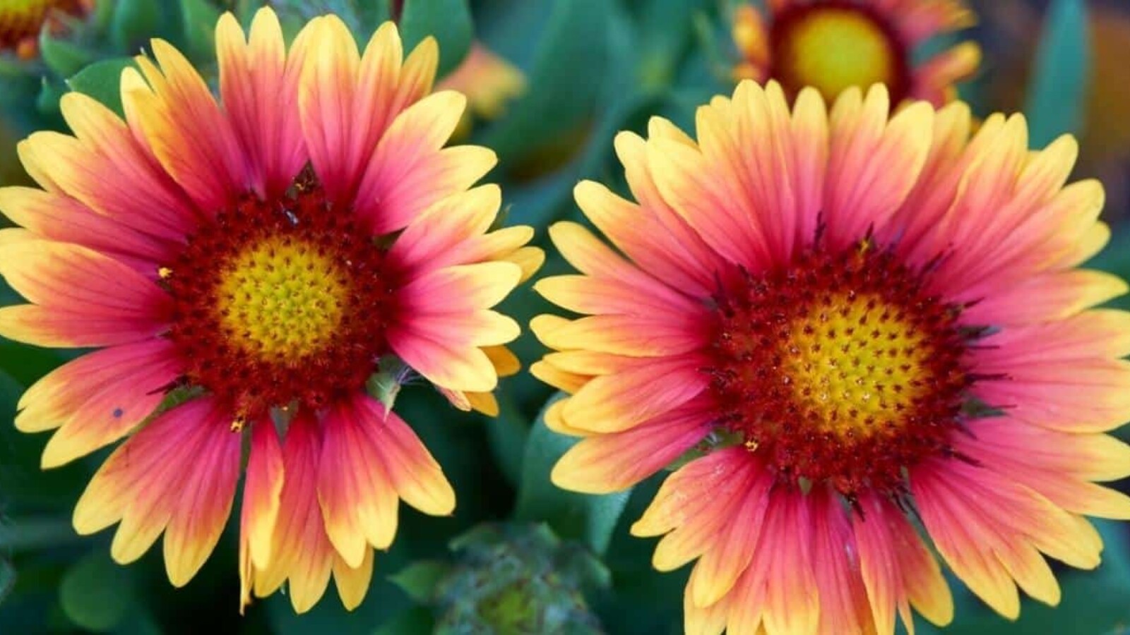 15 Perennials You Can Plant This September