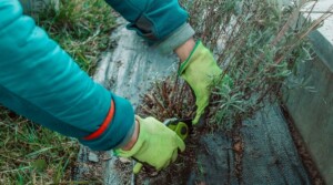 11 Lavender Pests & Diseases To Watch For This Season