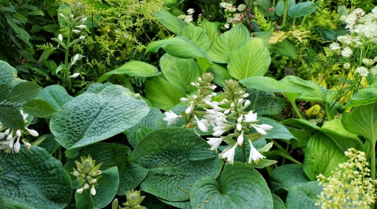 17 Tips For Planting The Perfect Shade Garden