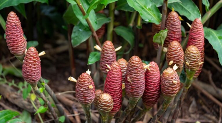 13 Varieties of Flowering Ginger for Your Garden