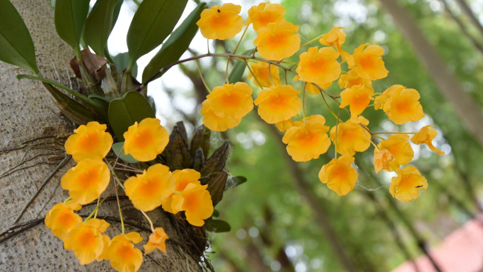 Types of Orchids: 47 Different Orchid Varieties With Names and Pictures