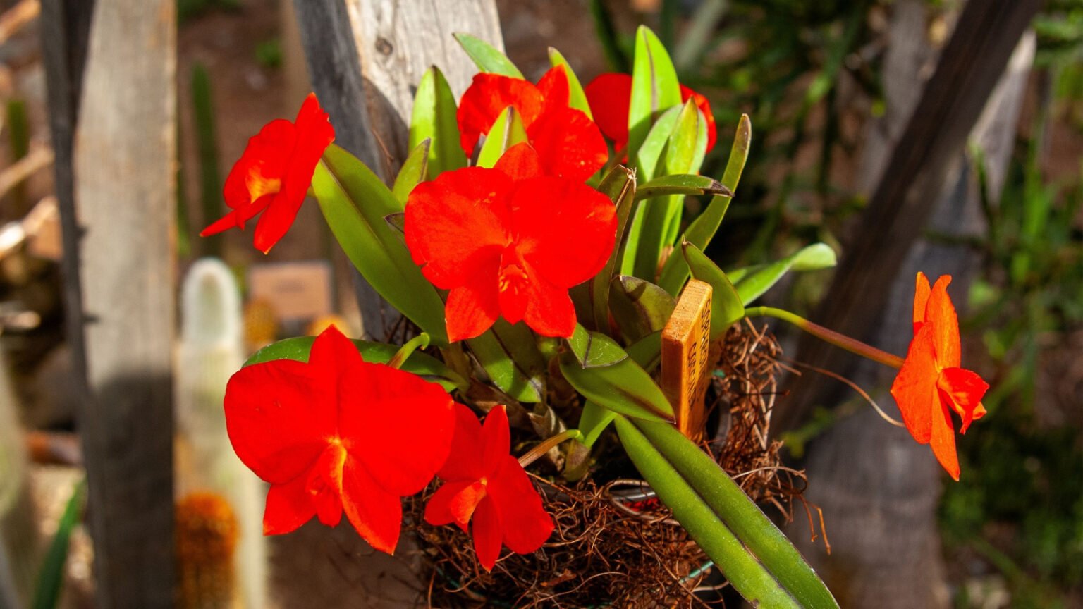 Types of Orchids: 47 Different Orchid Varieties With Names and Pictures