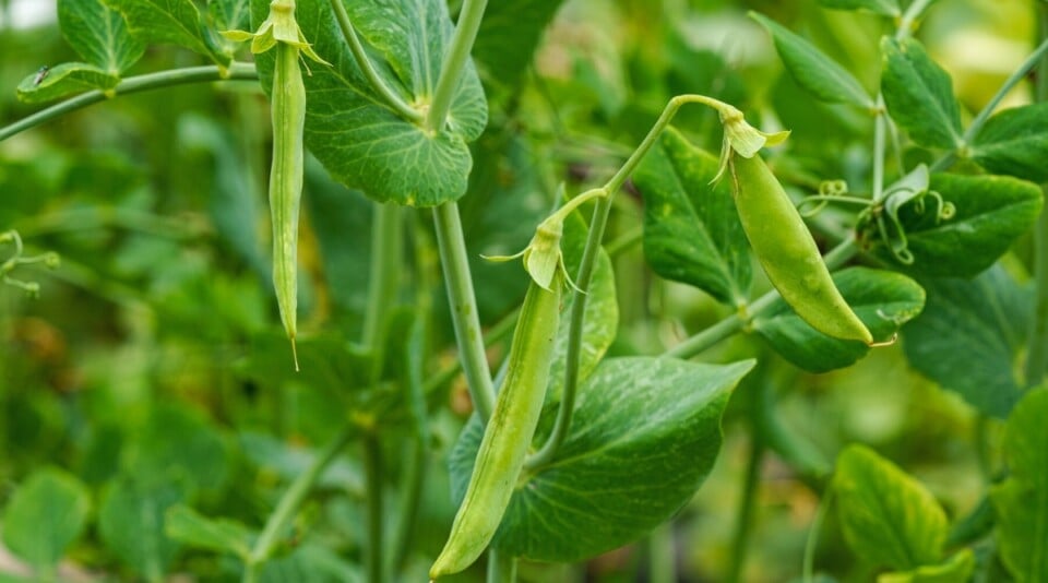 5 Tips for Growing Peas in Raised Beds