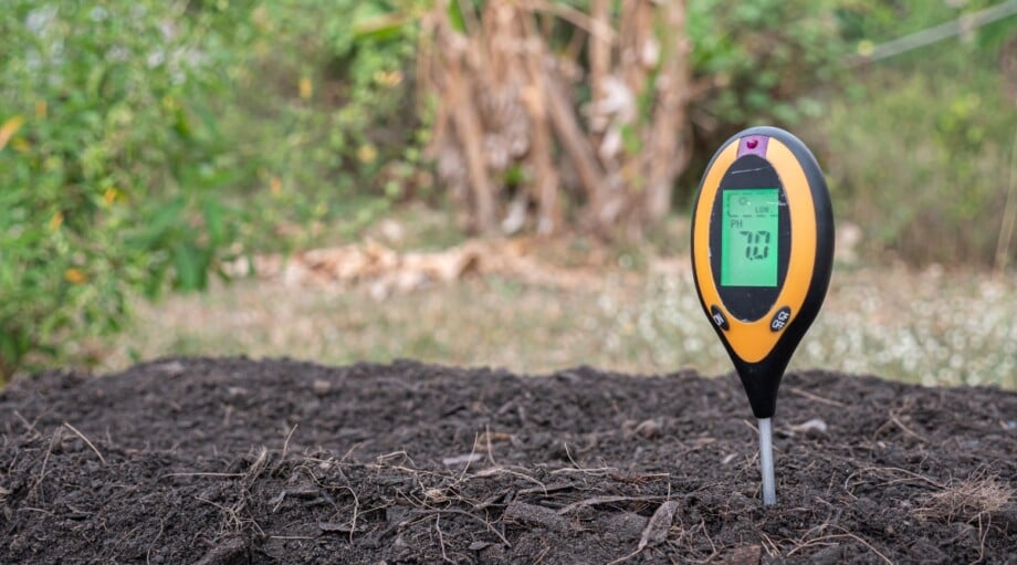 How to Grow Your Own Pocket Prairie in 9 Steps