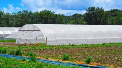 9 Benefits of Growing in High Tunnels