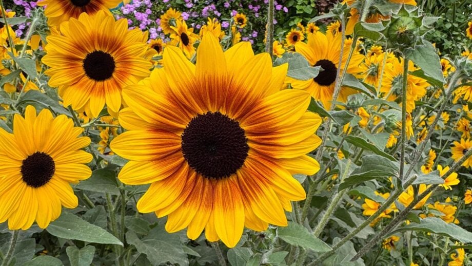 How to Plant, Grow, and Care For Sunflowers