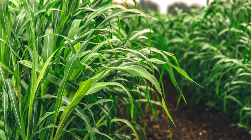 9 Fall Cover Crops for Fertile Spring Soil