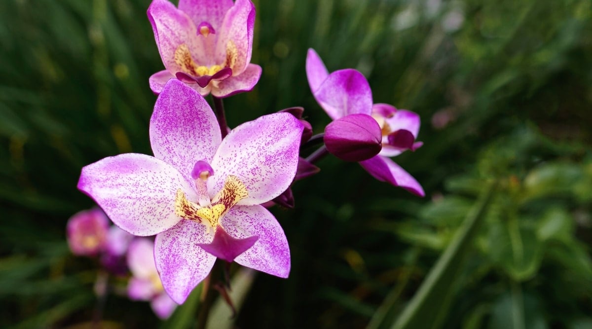 25 Different Orchids That Thrive as Indoor Houseplants