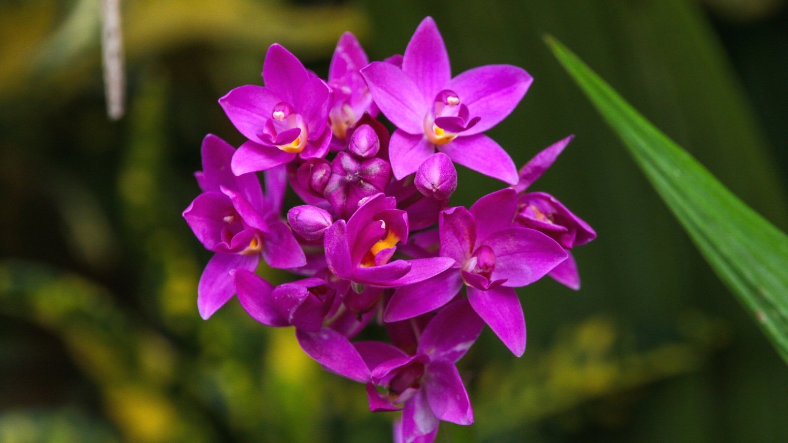 How to Plant, Grow, and Care For Spathoglottis Orchids