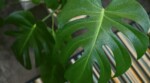When & Why Do Monstera Leaves Split?