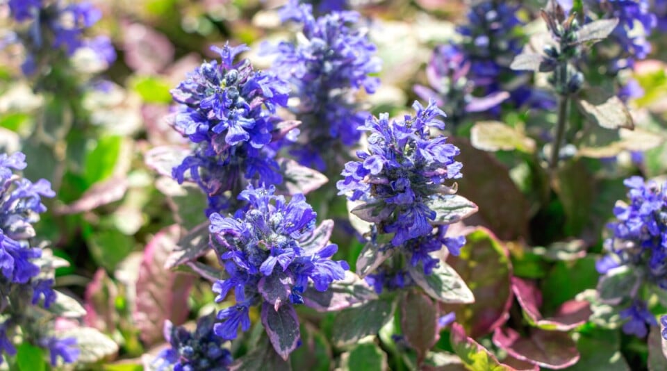 The 10 Best Plants for Erosion Control in Your Yard