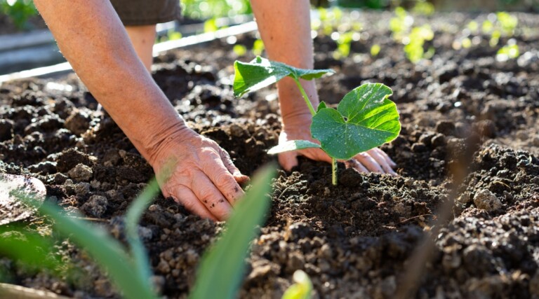 How to Plant, Grow, and Care for Kabocha Squash