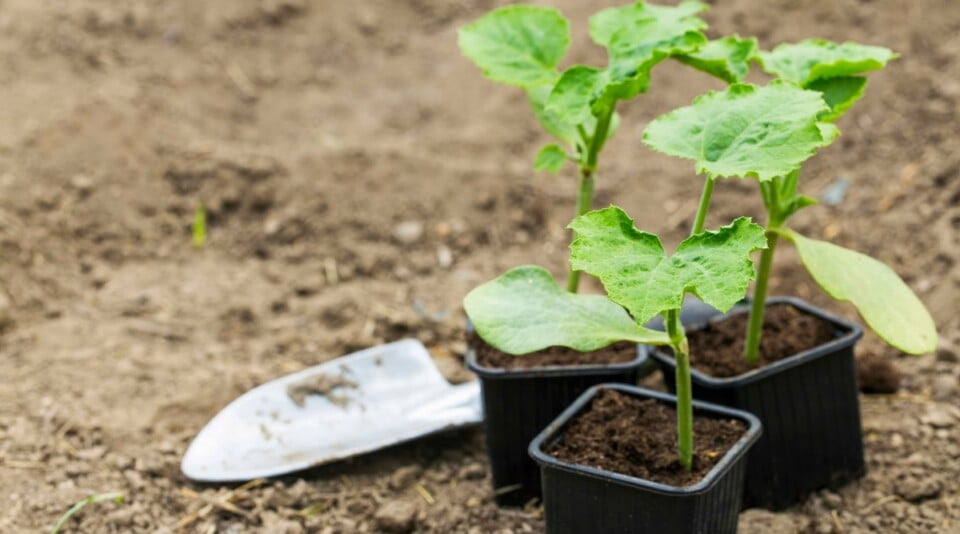 How to Plant, Grow, and Care for Kabocha Squash