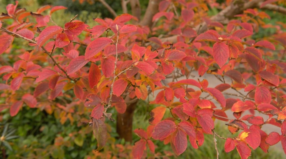 21 Trees With Spectacular Fall Color