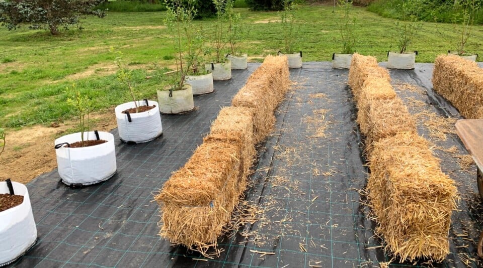 11 Tips for Starting a Strawbale Garden