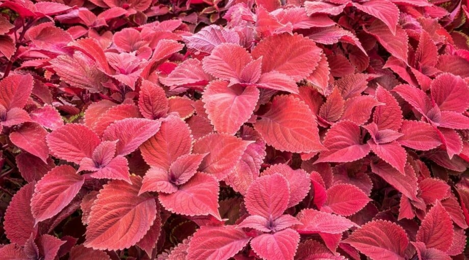 11 Full Sun Coleus Varieties For Sunny Gardens