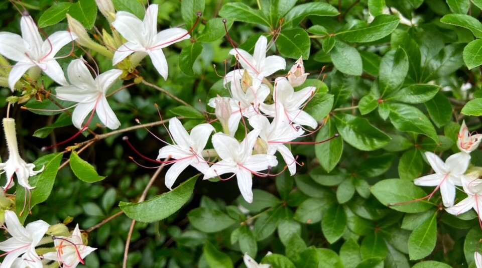 31 Recommended Native Plants For the Southeast