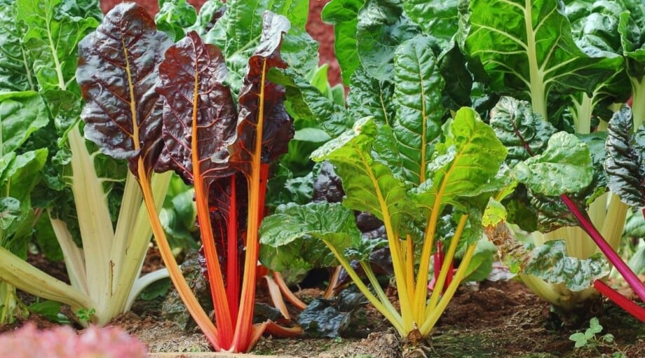 Swiss Chard Varieties: 12 Types of Chard Cultivars You'll Love