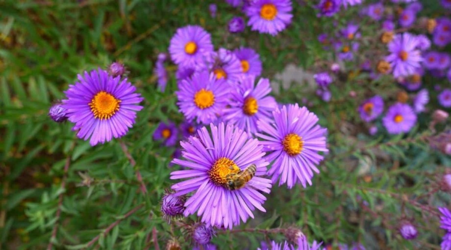 59 Short Perennial Plants For Garden Edges and Borders