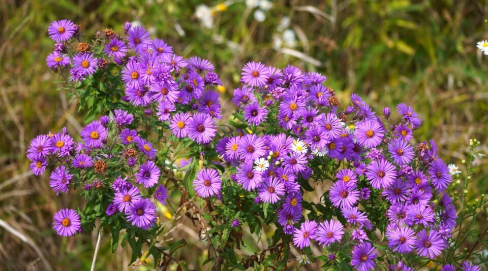 11 Tips for a Native Garden with Curb Appeal