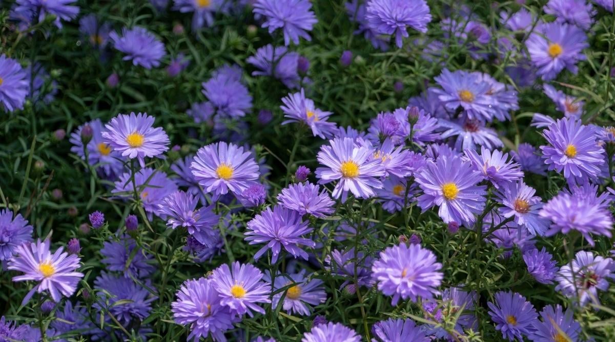 Blue Asters: 15 Different Types of Blue Aster Varieties
