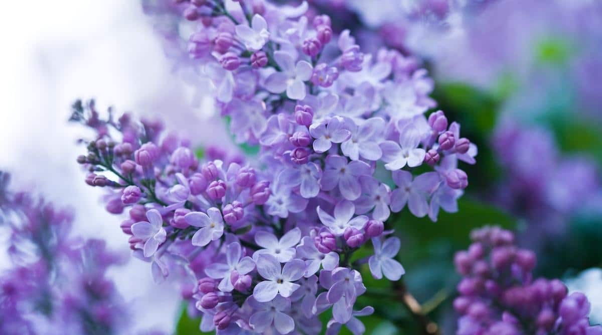 17 Different Lilac Varieties That Thrive in Full Sun