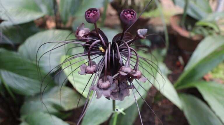 How to Plant, Grow, and Care for Bat Flower