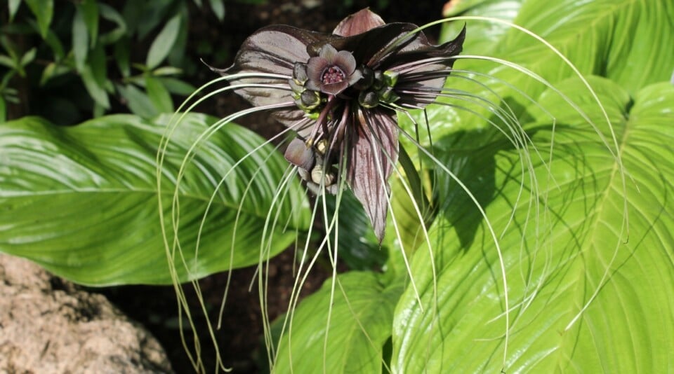 How to Plant, Grow, and Care for Bat Flower