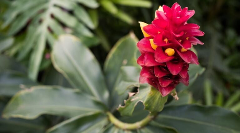 13 Varieties of Flowering Ginger for Your Garden