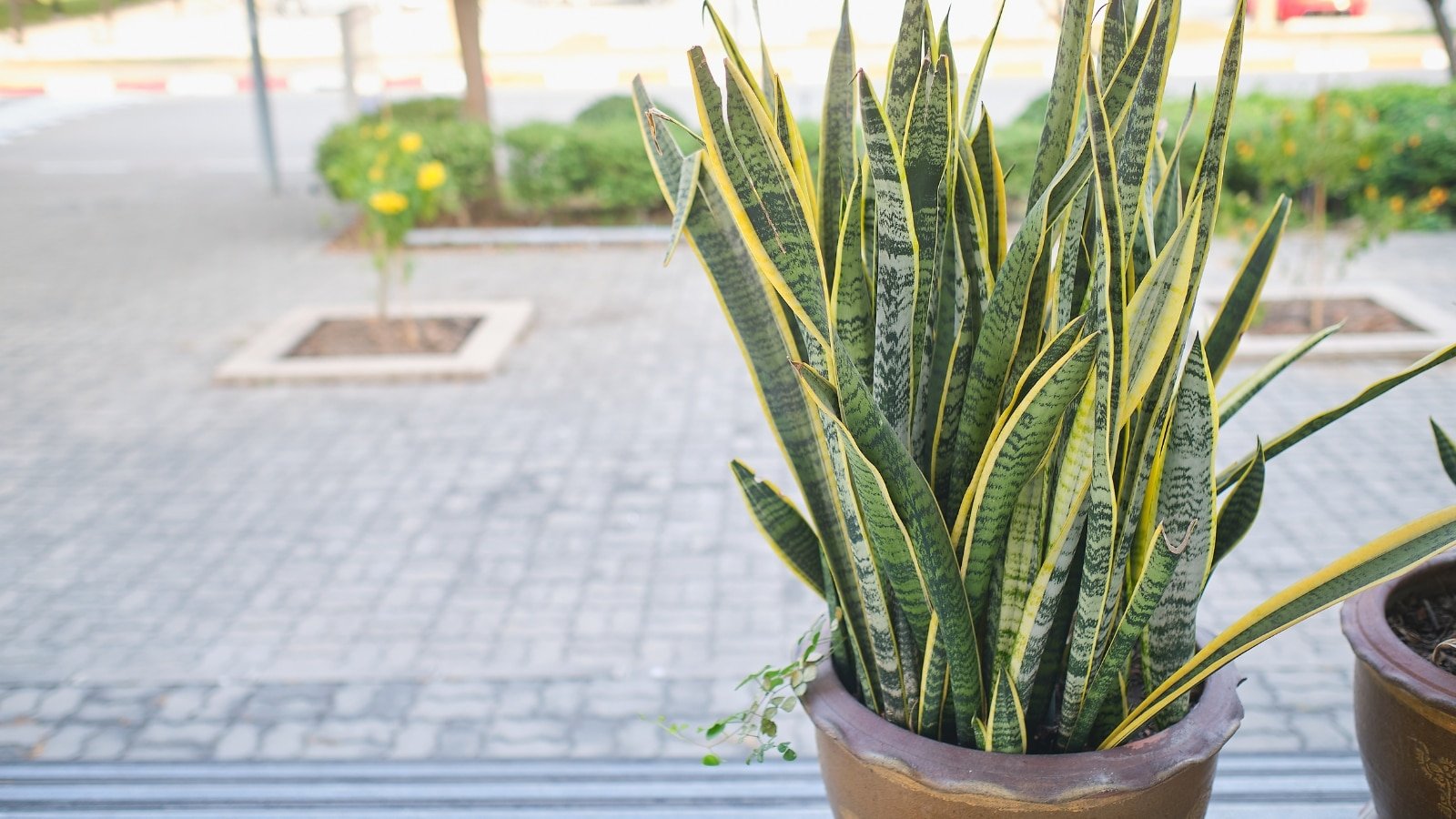 17 Tall Succulent Plants for Big Garden Spaces