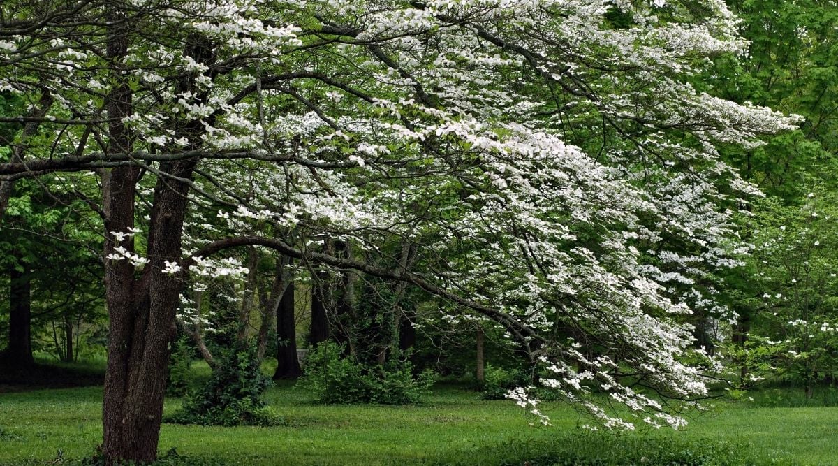 31 Trees That Grow Well in Tennessee