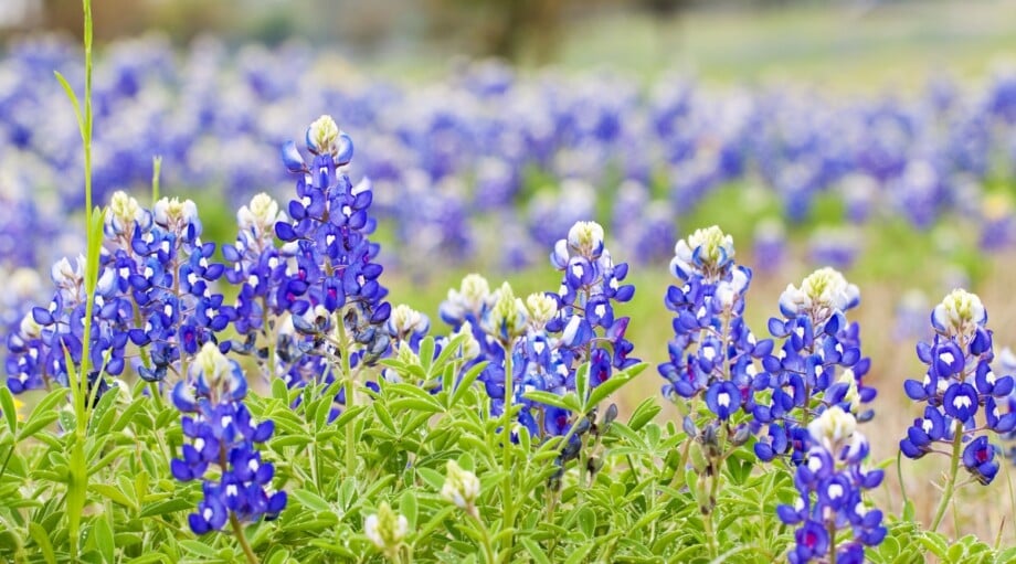 Are Lupines Annual, Biennial, or Perennial Plants?