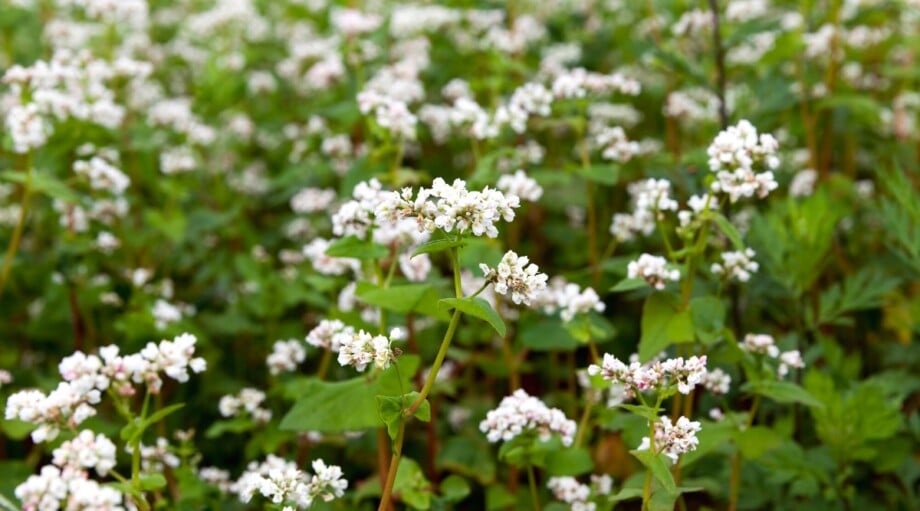 18 Cover Crops For Raised Beds - Epic Gardening