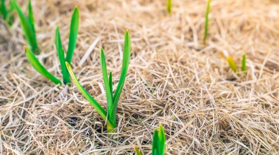 15 Garlic-Growing Mistakes to Avoid This Year
