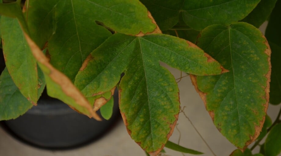 How to Tell If You're Underwatering Your Plants