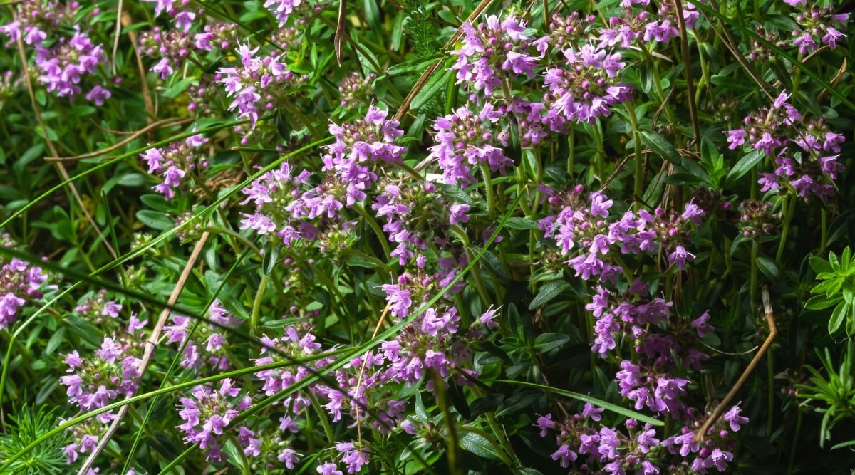 20 Different Plants With Tiny Flowers For Your Garden