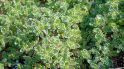 How to Grow a Creeping Thyme Lawn