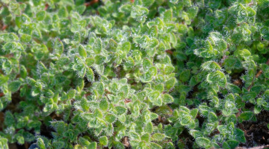 How to Grow a Creeping Thyme Lawn