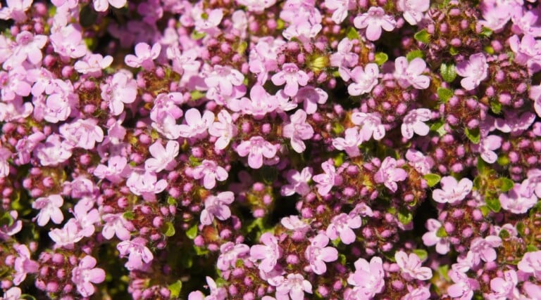 How to Grow a Creeping Thyme Lawn