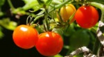 11 Reasons to Grow Tiny Tim Tomatoes This Season