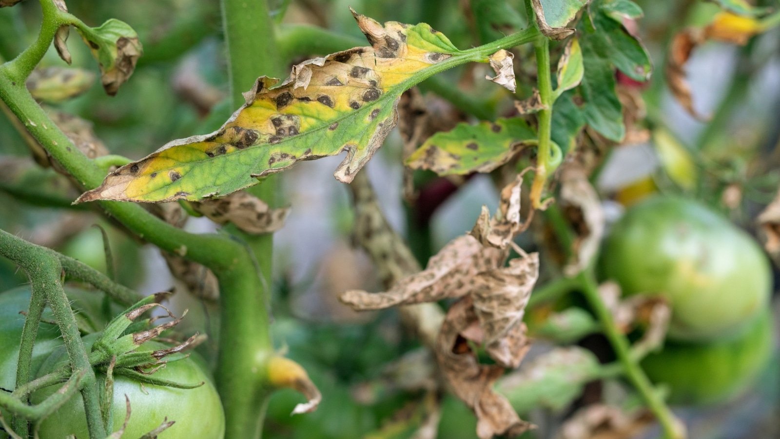 Yellow Leaves Black Spots On Tomato Plants In Fall - Infoupdate.org