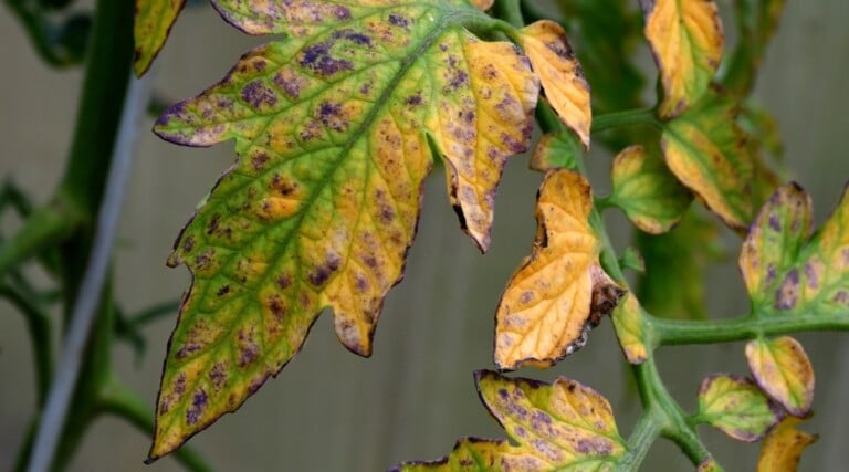 7 Signs You're Overwatering Tomatoes and How to Save Them