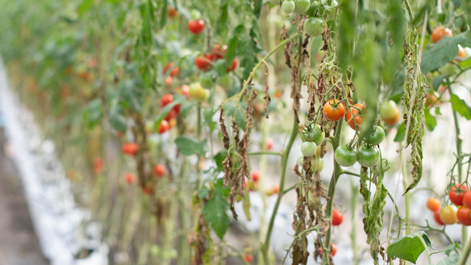 7 Signs You're Underwatering Your Tomatoes