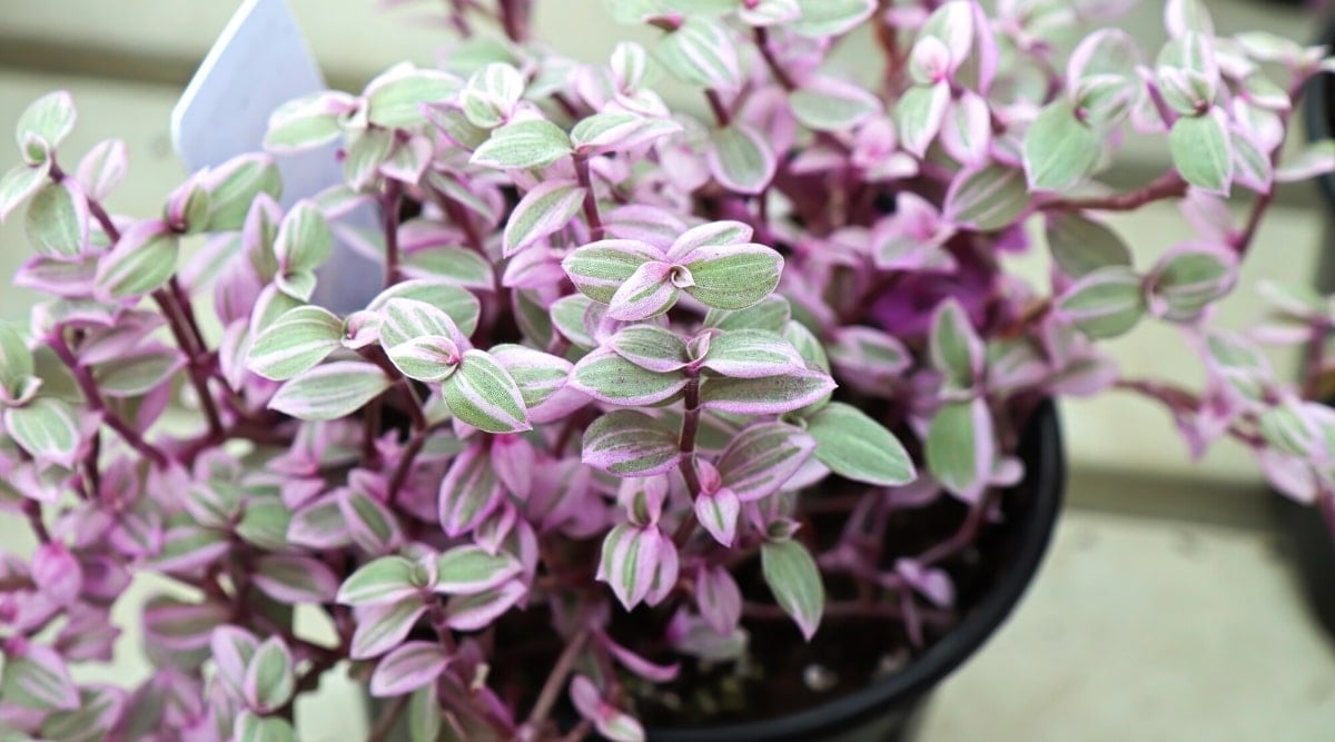 17 Vining Plants You Can Grow Indoors