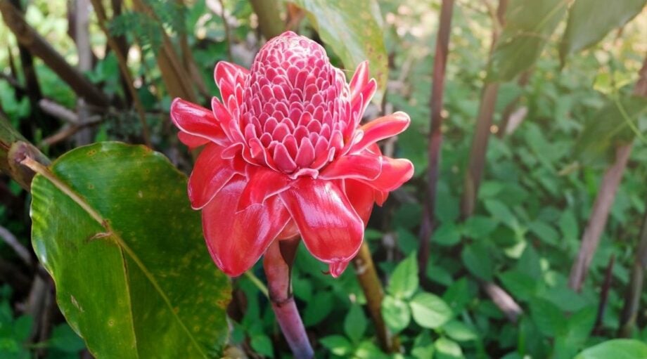 13 Varieties of Flowering Ginger for Your Garden