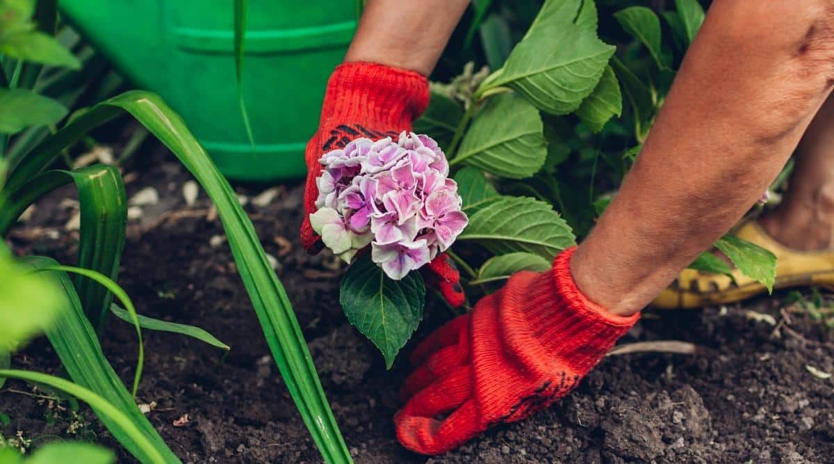 Moving Hydrangeas: When and How to Transplant