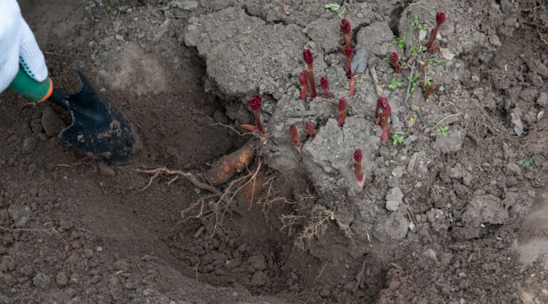 How Do You Control Plants that Spread by Rhizomes?