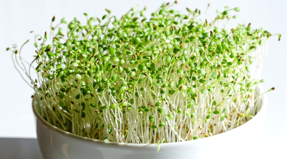 21 Easy Plants to Grow with Kids