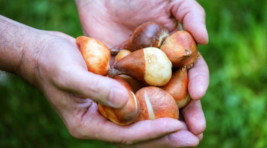 12 Tips for Planting Flowering Bulbs