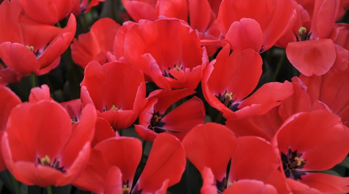 47 Different Types of Tulip Varieties For Your Flowerbeds